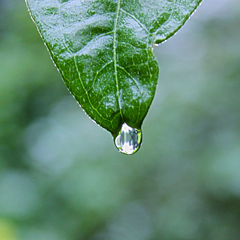 Surface Tension Of Water On A Leaf
